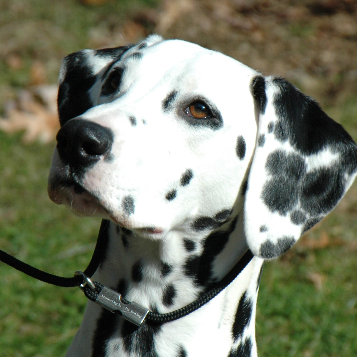 dalmatian dog