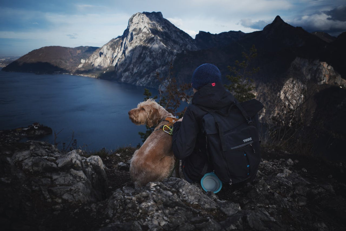 Top 10 Dog-Friendly National Parks in the U.S. – Neater Pets