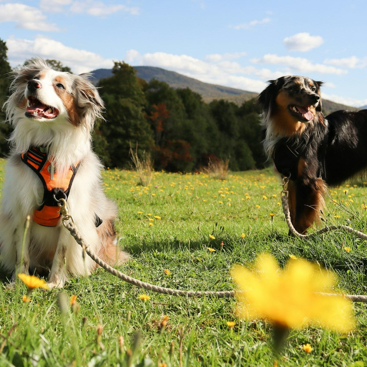 Spring Into Action: April Is Active Dog Month – Neater Pets