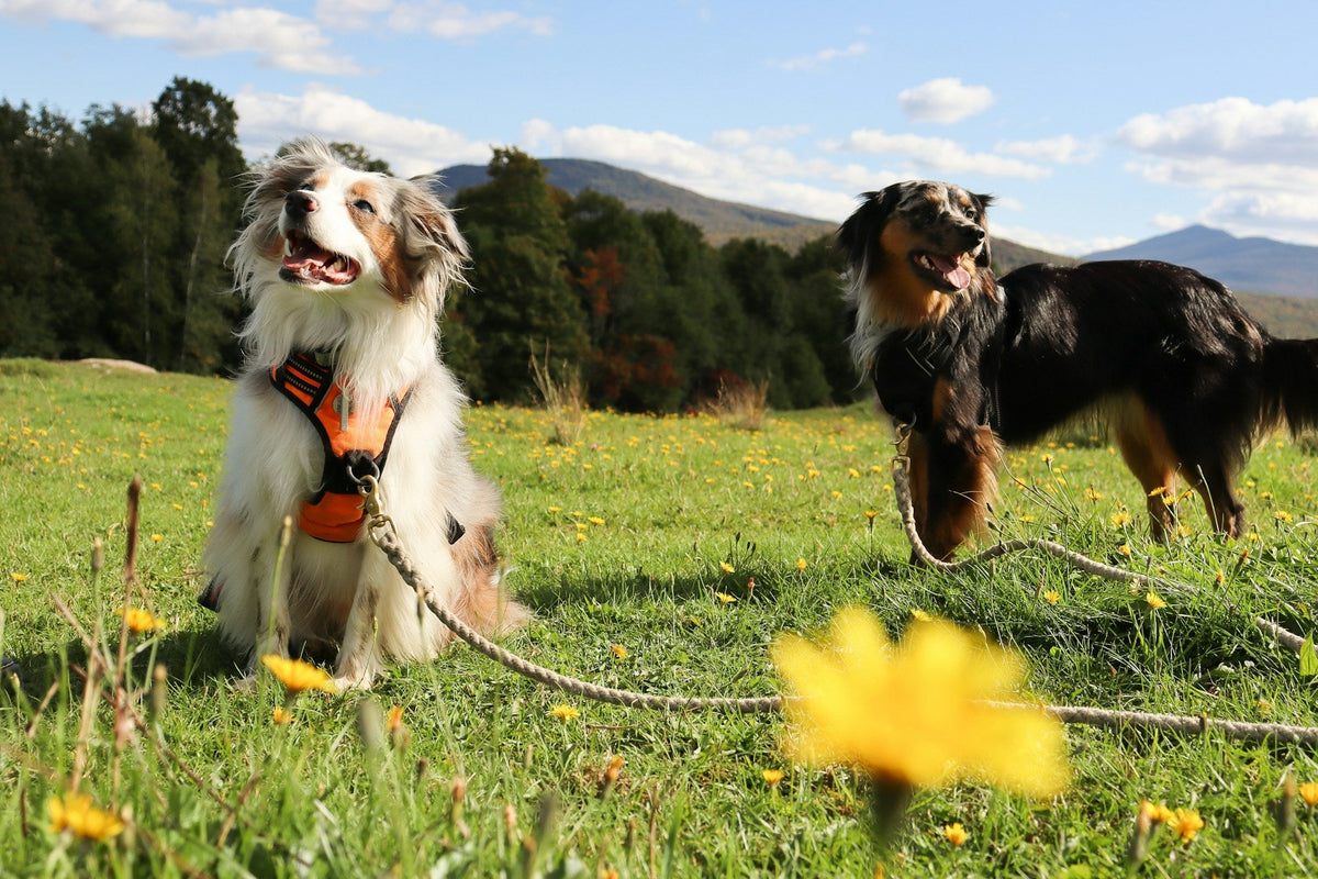 Spring Into Action: April Is Active Dog Month – Neater Pets