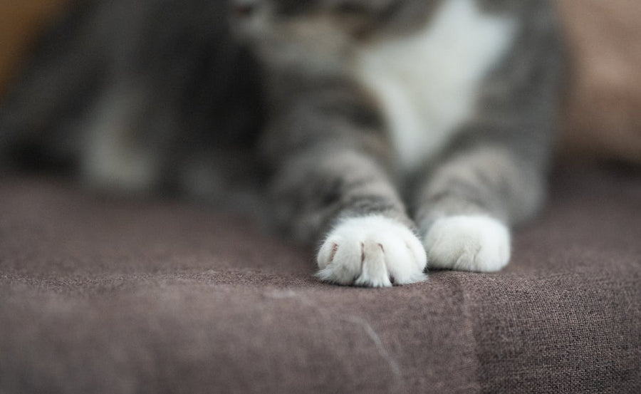 Cat Claw Removal: 6 Reasons It Is Harmful to Declaw Your Cat – Neater Pets