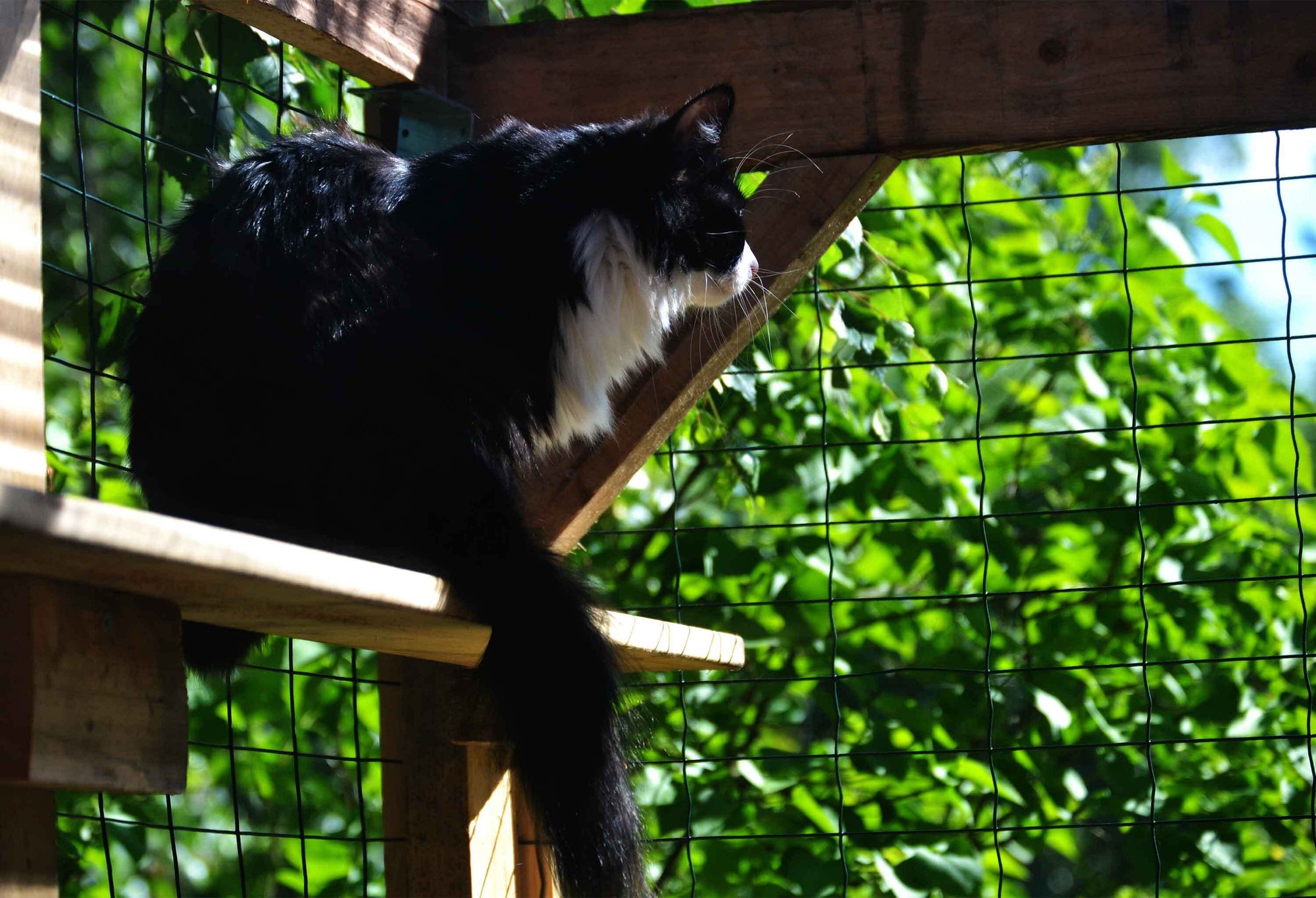 The Benefits of a Catio (Cat Patio) and How to Build Your Cat a Safe O ...