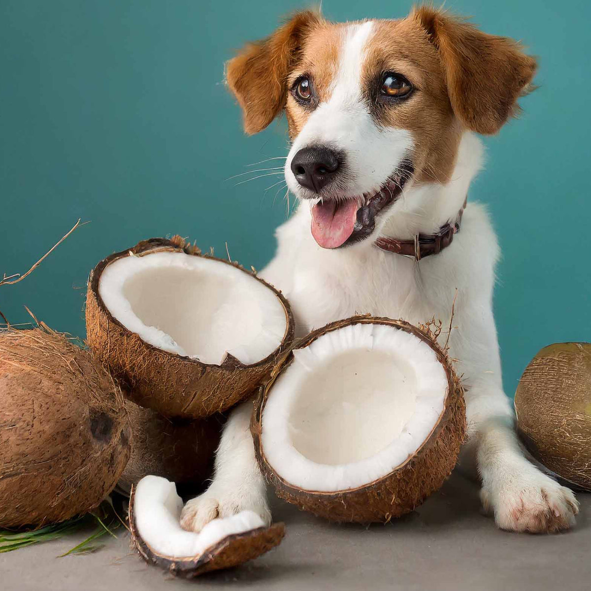 7 Health Benefits of Coconut Oil for Pets – Neater Pets