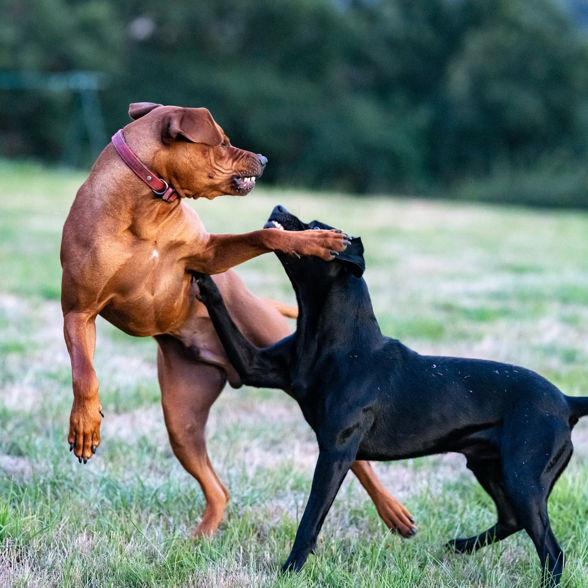 How to Safely Break Up a Dog Fight – Neater Pets