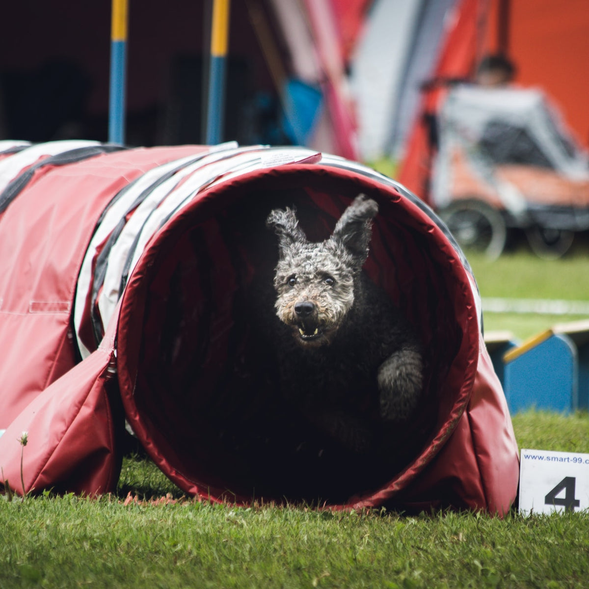 6 Tips to Help Prepare for Your First Dog Competition – Neater Pets