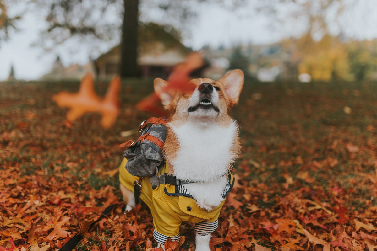 14 Fall Activities You Can Do with Your Pet – Neater Pets