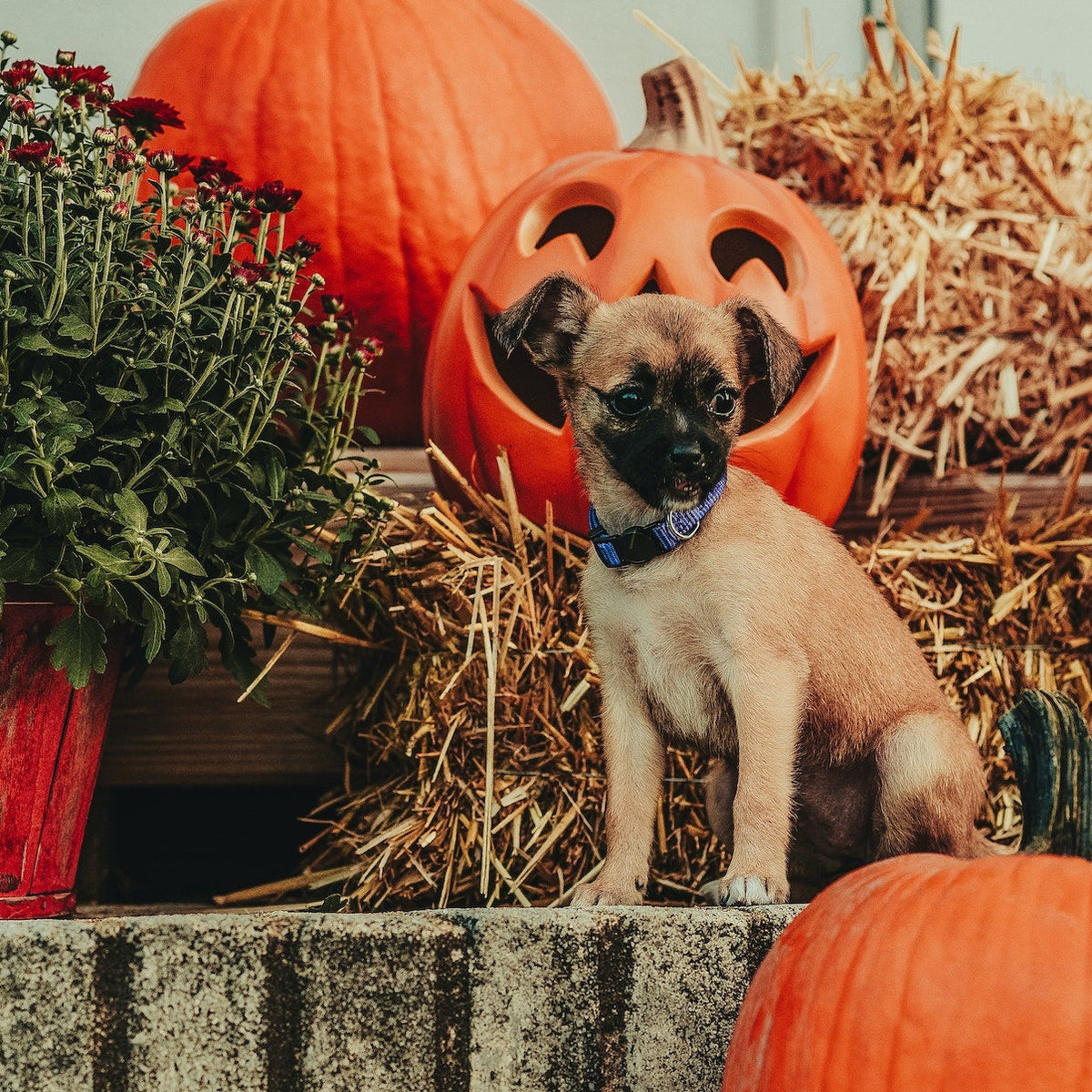 125 Spooky Pet Names for Halloween Lovers – Neater Pets