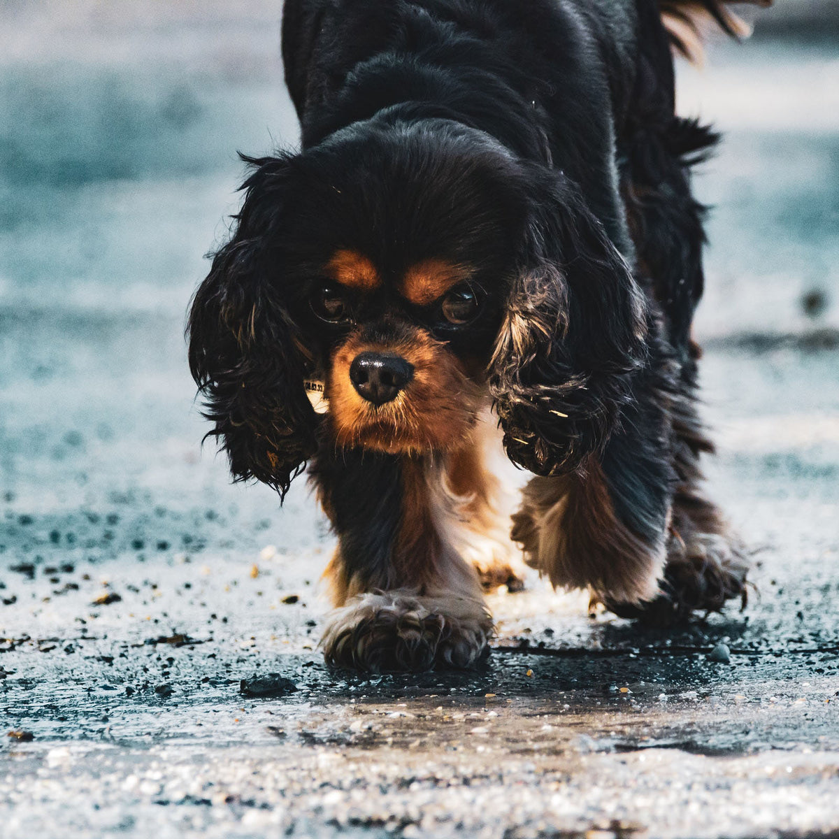 Essential Pet Safety Tips for Hurricane Season – Neater Pets