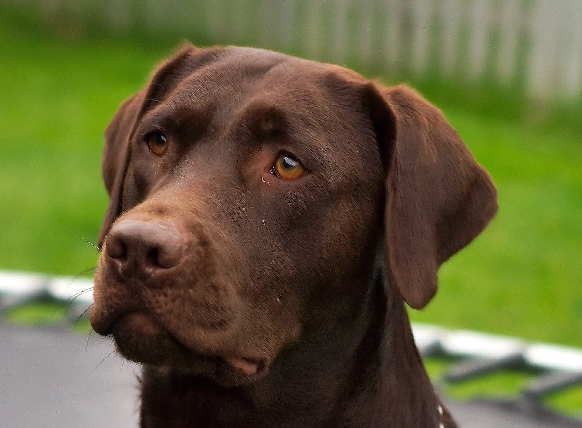 brown labradors