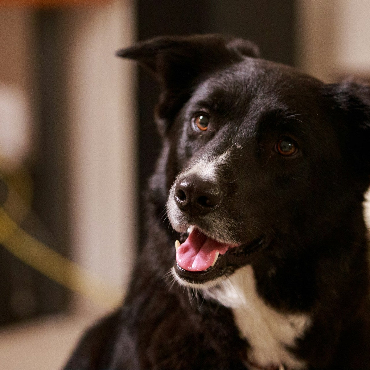 14 Reasons to Love a Mutt: Fun Facts about Mixed-Breed Dogs – Neater Pets