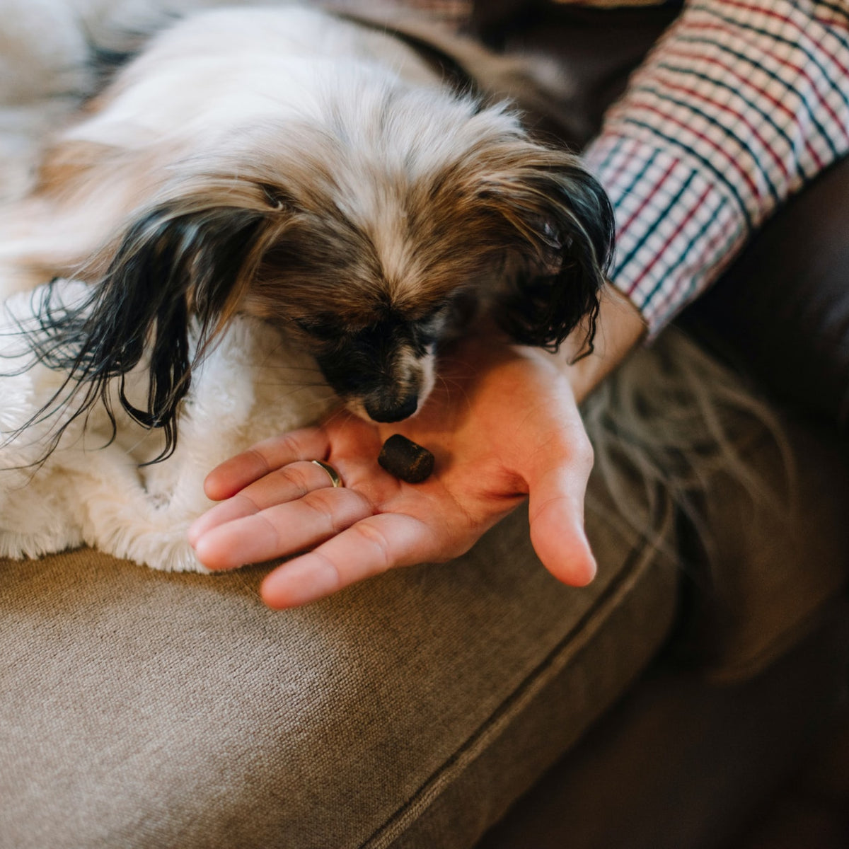 Helpful Tips and Tricks for Giving Your Pet Medication – Neater Pets