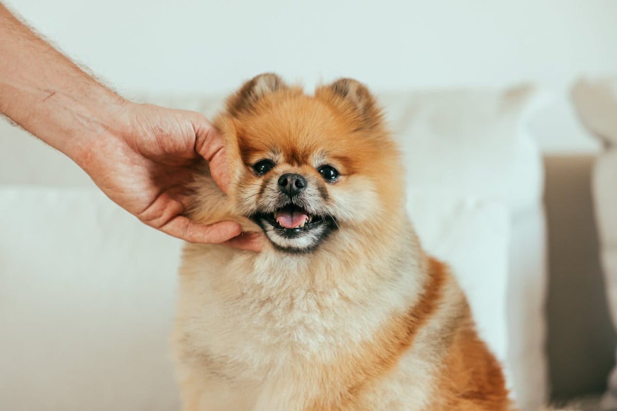 Petting Etiquette: How to Safely Approach and Interact with Dogs ...