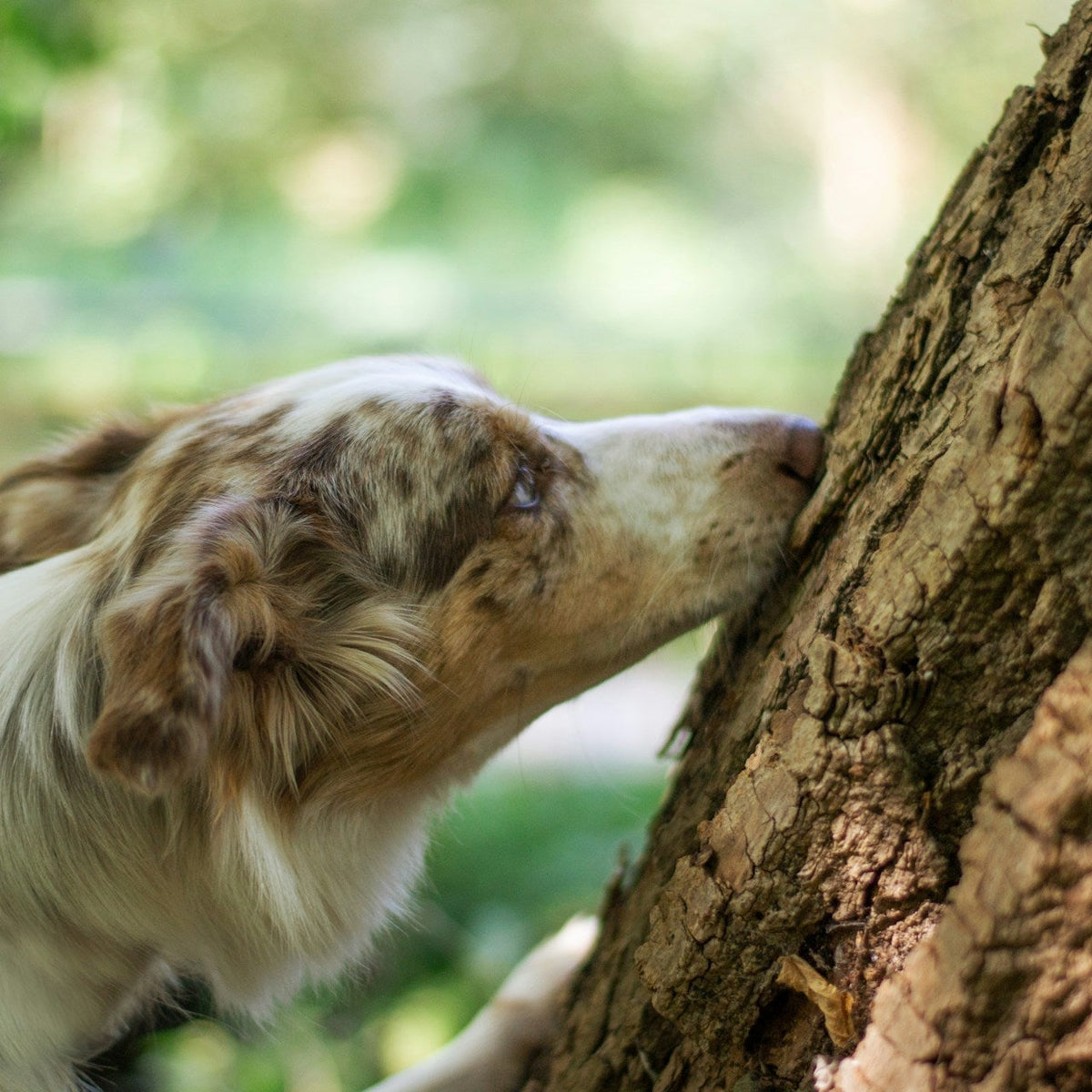 What Is a Sniffari? Why Sniff Walks Are Better for Your Dog – Neater Pets