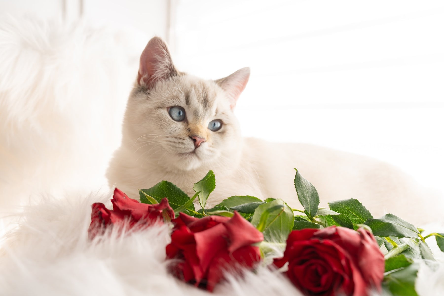 15 Ways to Celebrate Valentine’s Day with Your Pet - Neater Pets