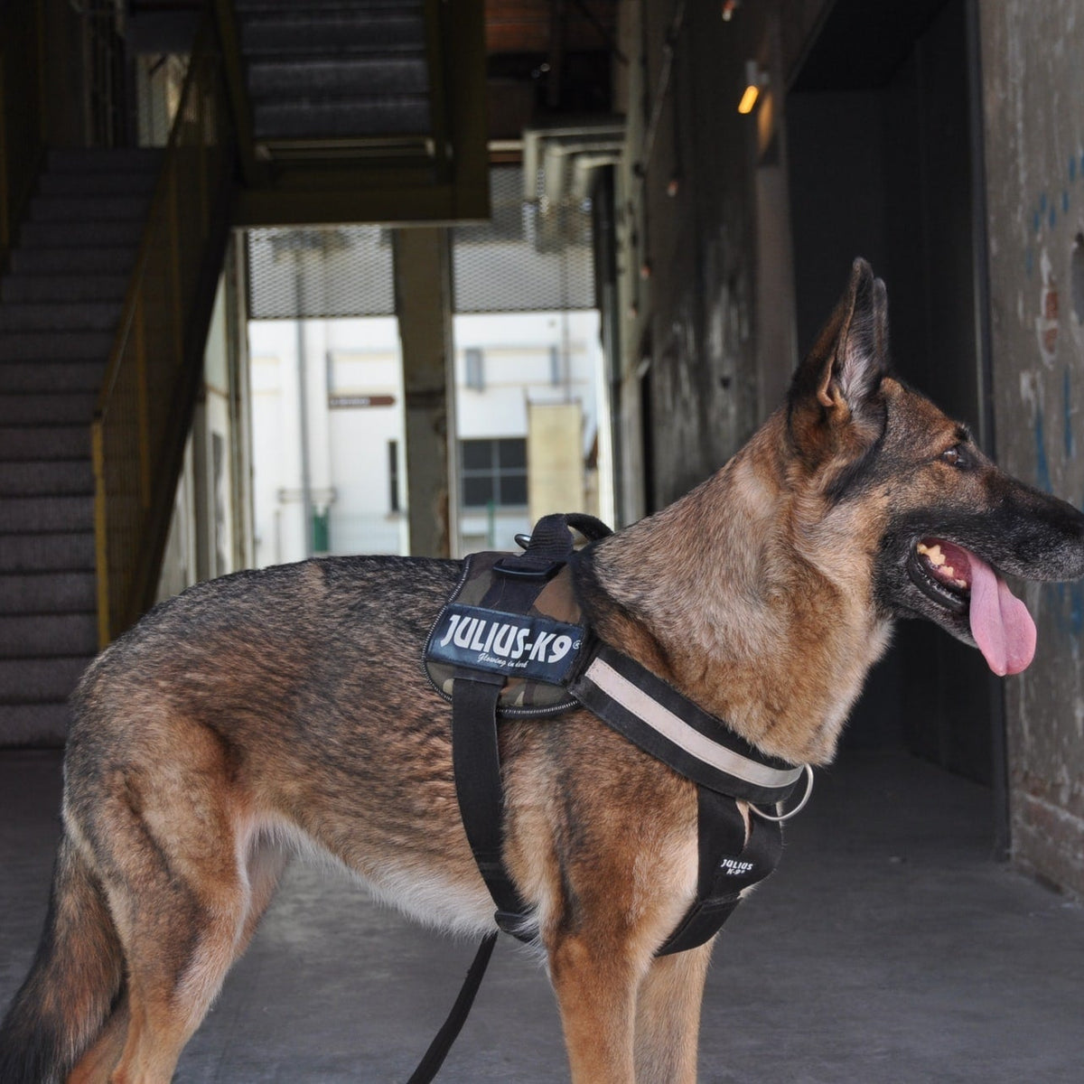 9 Jobs Dogs Can Do Really Well – Neater Pets