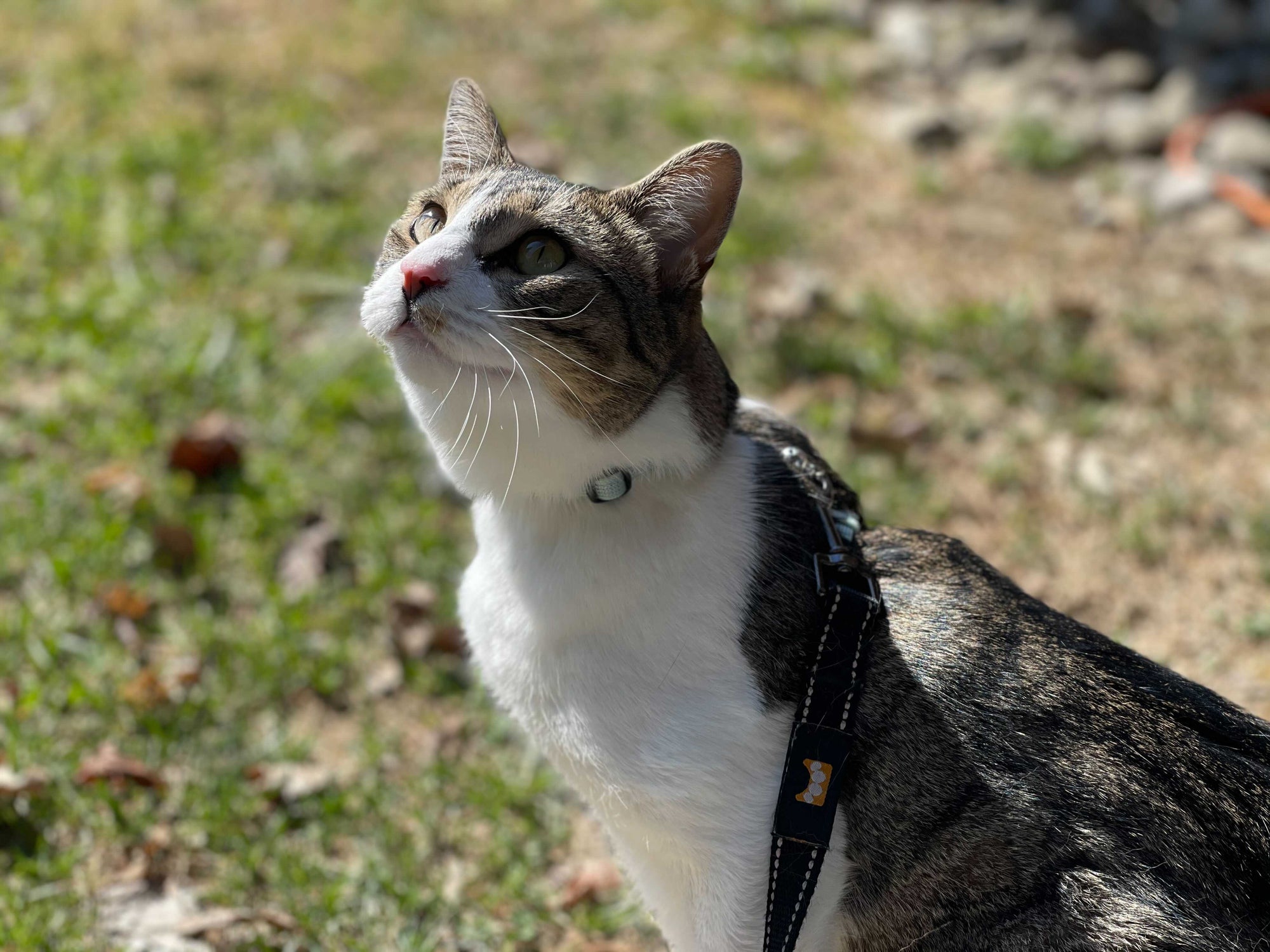 A Helpful Guide for Leash Training Cats - Neater Pets