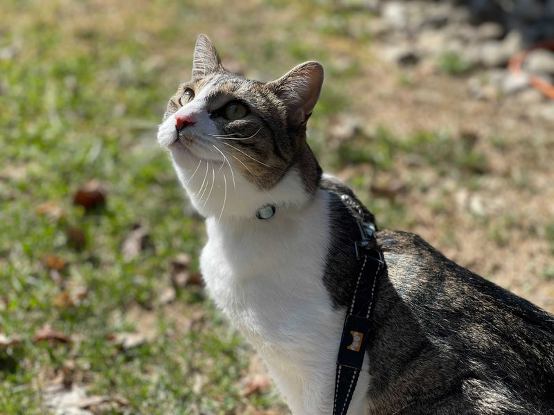 A Helpful Guide for Leash Training Cats - Neater Pets