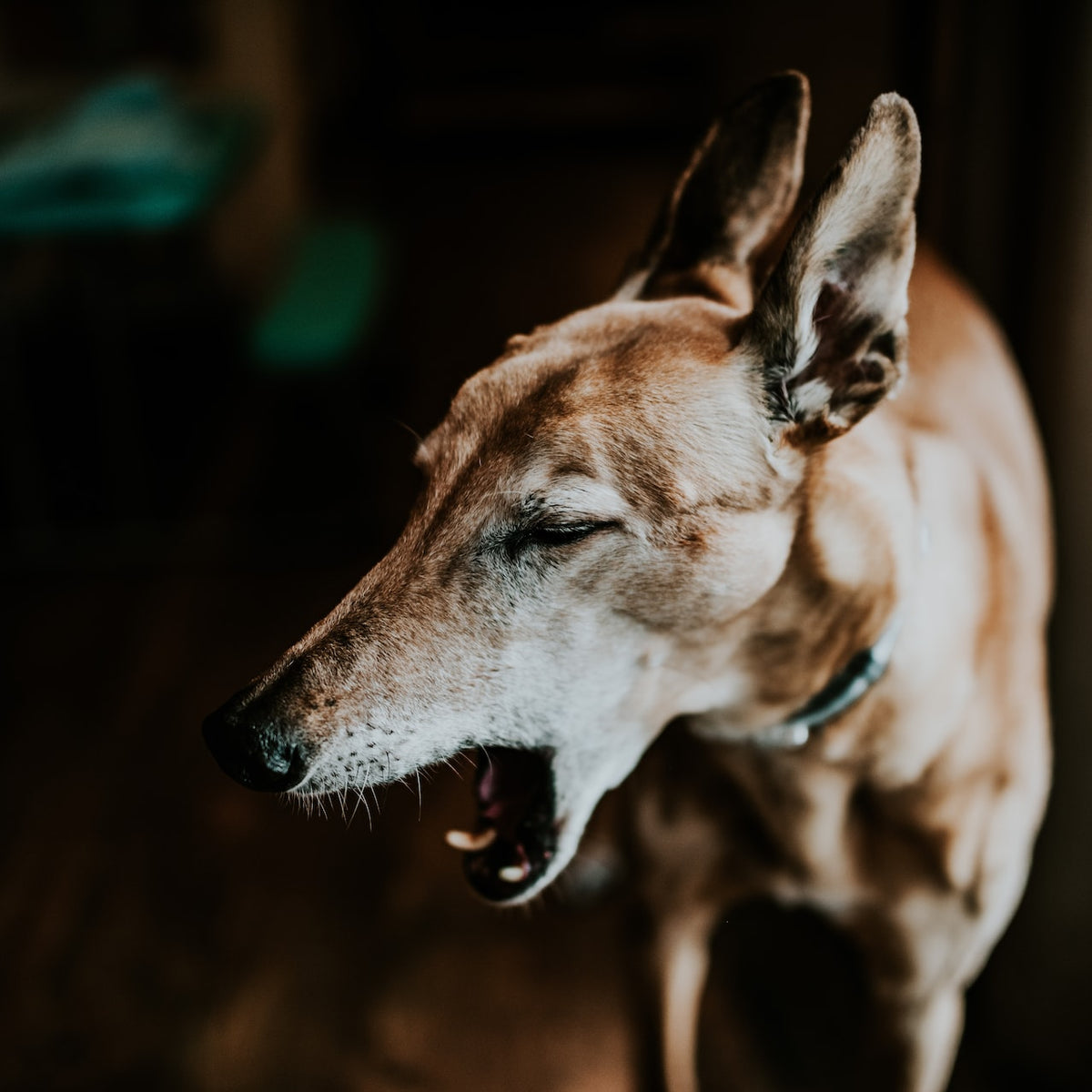 What Is Reverse Sneezing in Dogs? – Neater Pets