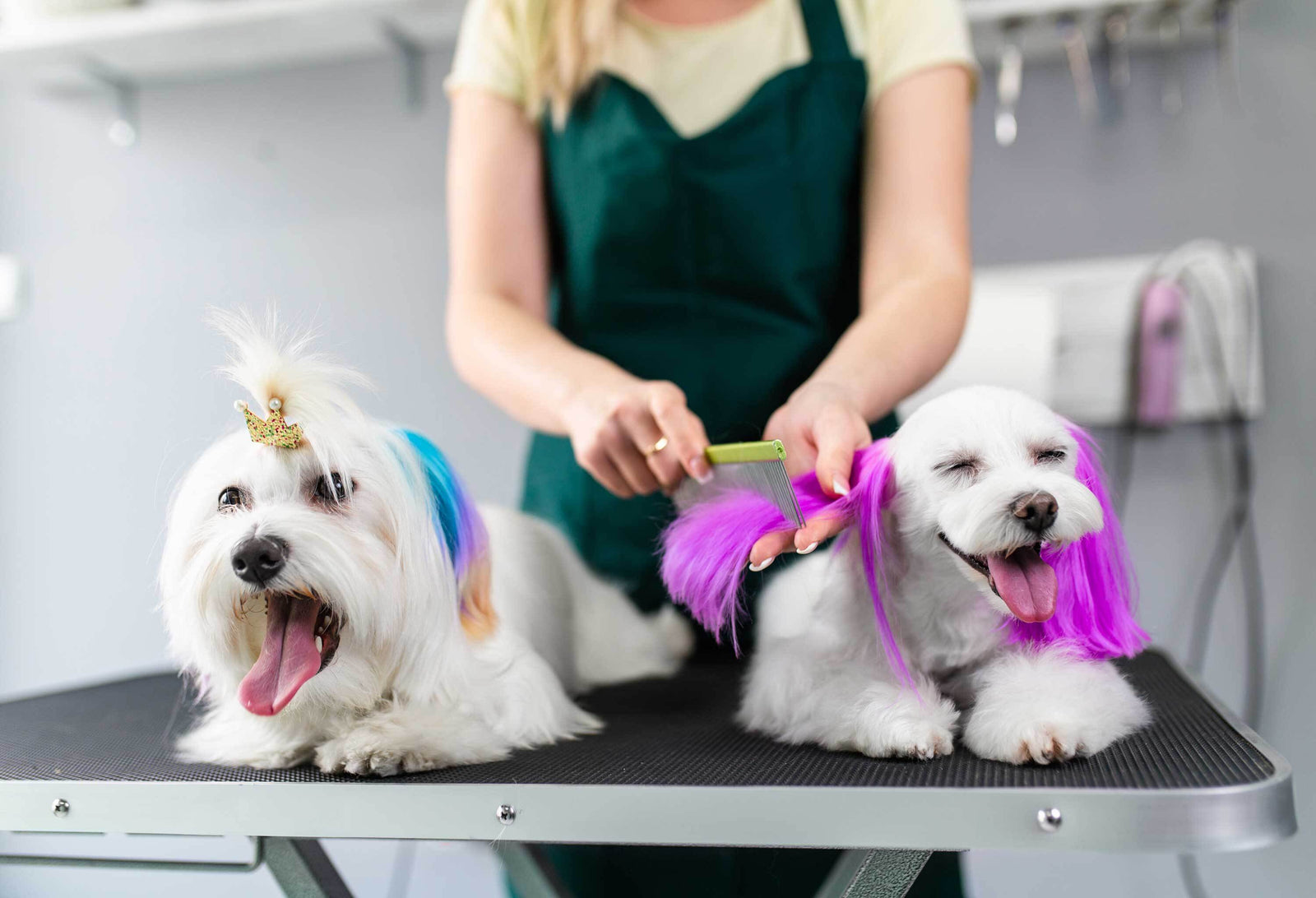 Is It Safe to Dye Your Dog’s Hair? - Neater Pets