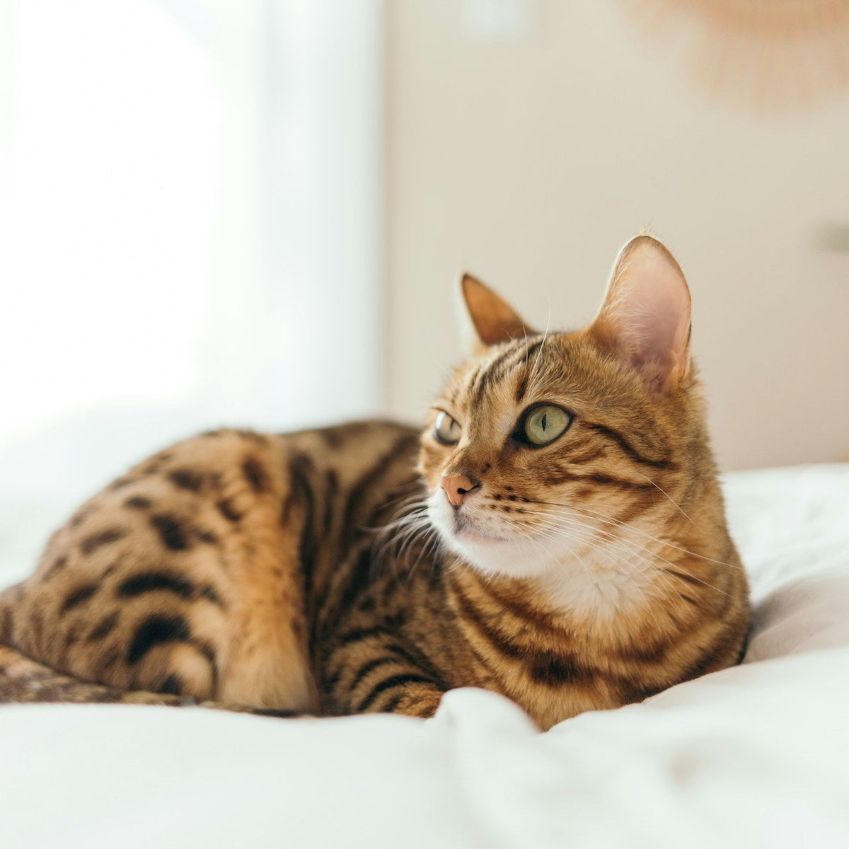 Most Intelligent Cat Breeds: 10 Smart, Playful, and Curious Felines ...