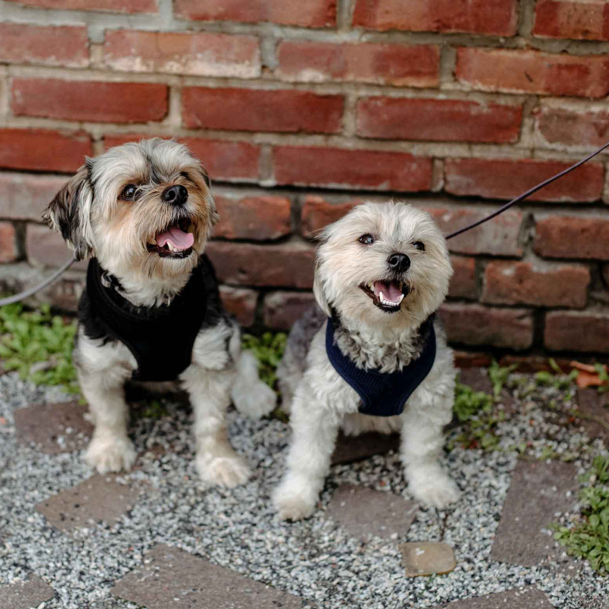 Why Do Small Dogs Live Longer Than Large Dogs? – Neater Pets